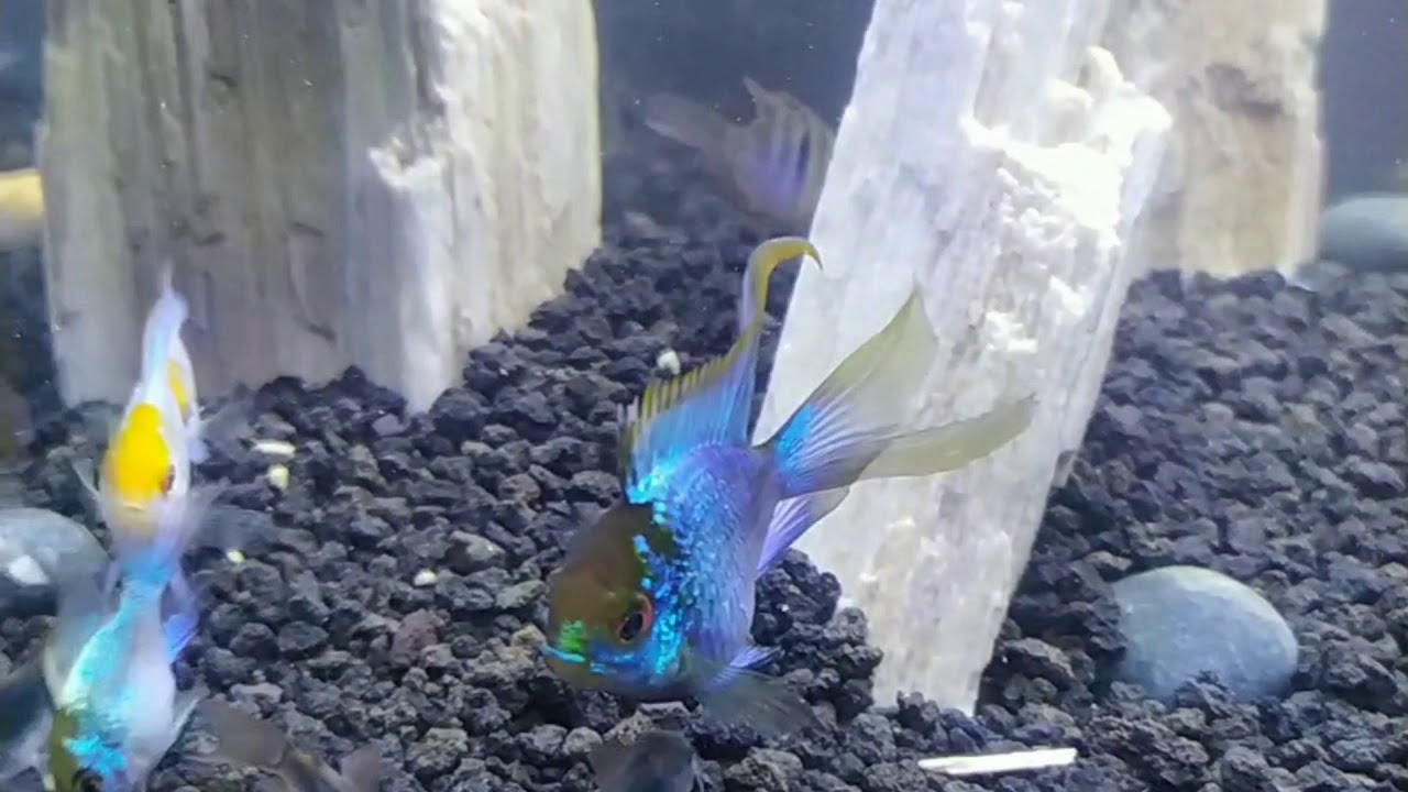 Blue electric ramirezi fish - YouTube