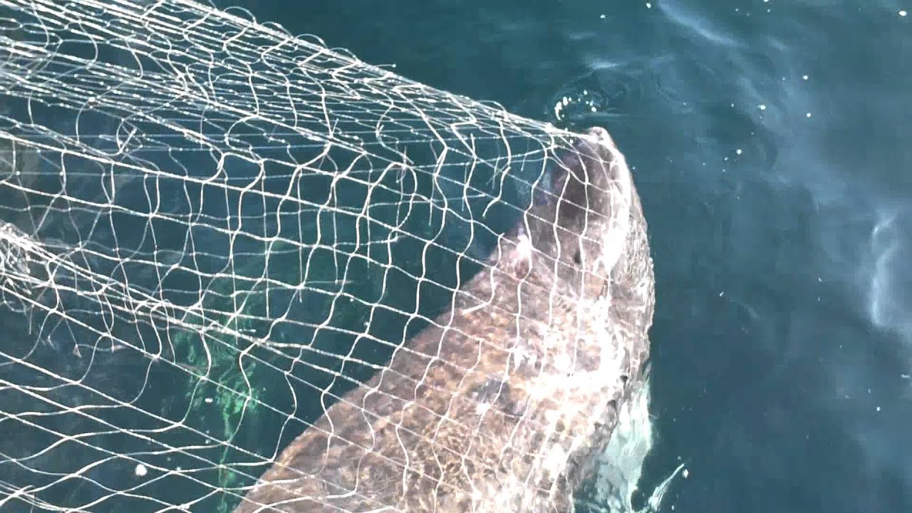 hai på seigarn.greenland shark lofoten norway - YouTube