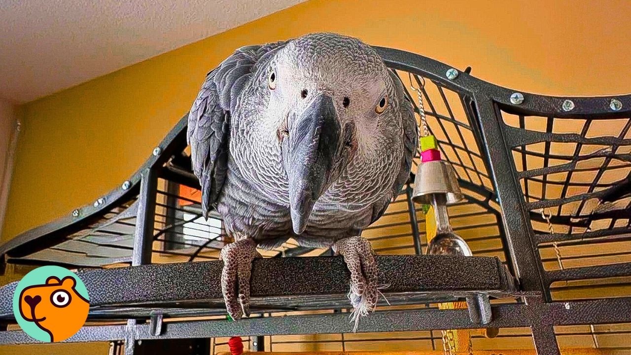 Parrot Shocks People With Talking After 16 Years Cage Time | Cuddle ...
