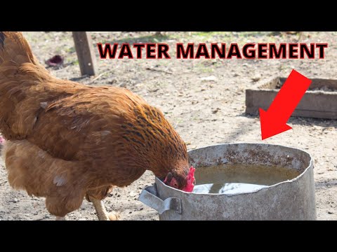 The ULTIMATE CHICKEN WATER MANAGEMENT GUIDE for Broilers, Layers & Local Chickens - YouTube
