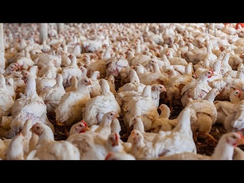 Broiler Farming | how Five weeks old broiler chicken look like weight ...