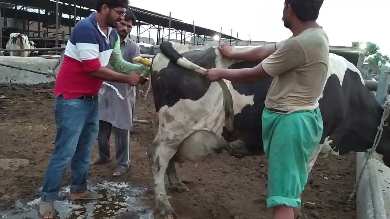 Dystocia in cattle II Breech Presentation II Dr. Muzzammil - YouTube