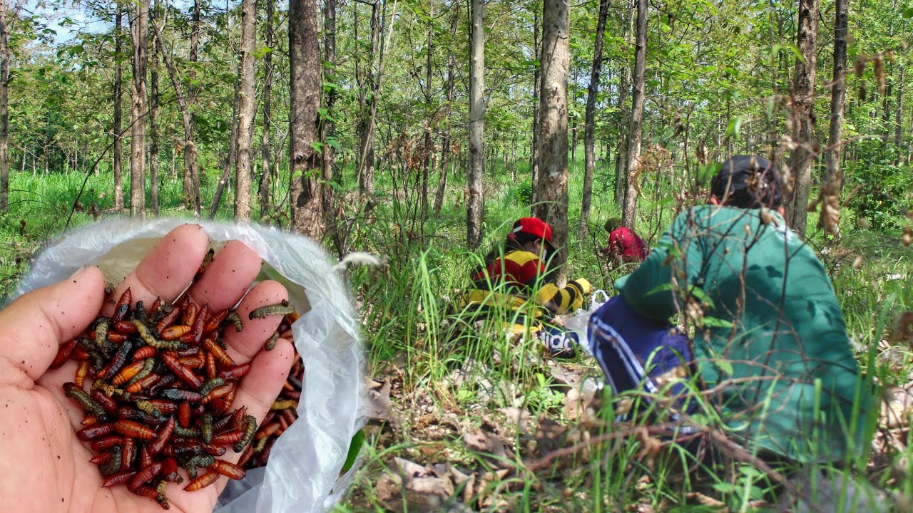 kepompong ulat jati atau ungker banyak di cari disini,, mahal guyss ...