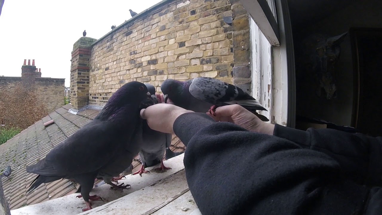 pigeon dinner - YouTube