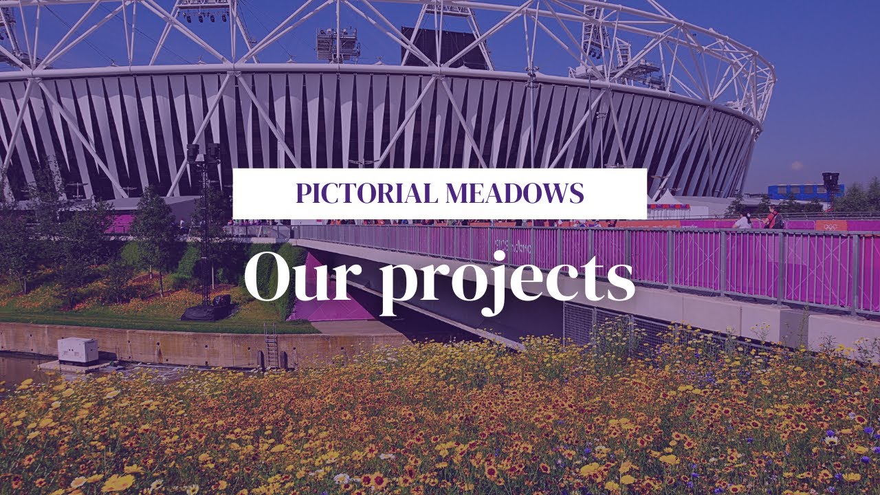 Pictorial Meadows | Our Meadow Projects - YouTube