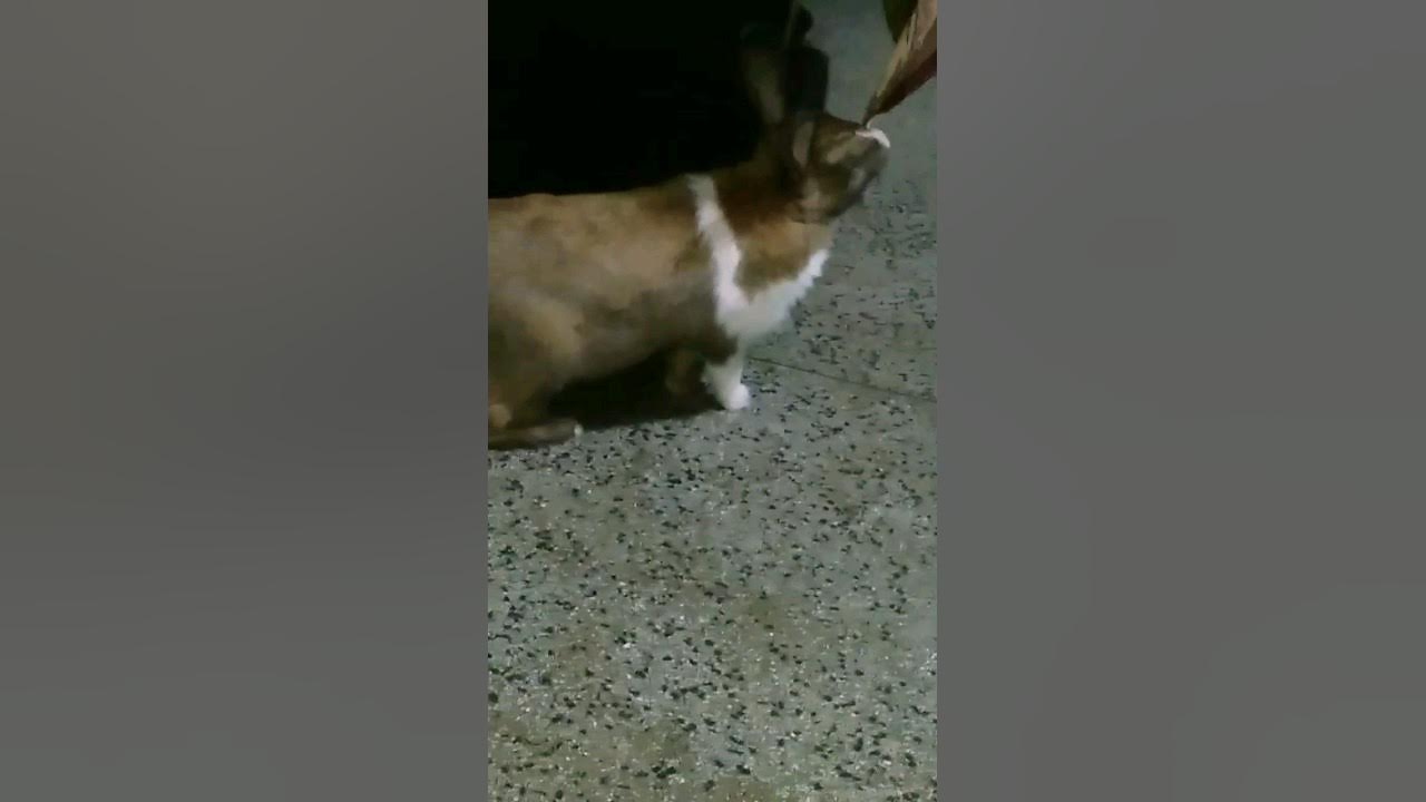 Cute Bunny Running 🃠🥰🥰ðŸ˜ðŸ¤©ðŸ˜œ Lzg Cuterabbit Rabbit Bunny Youtube