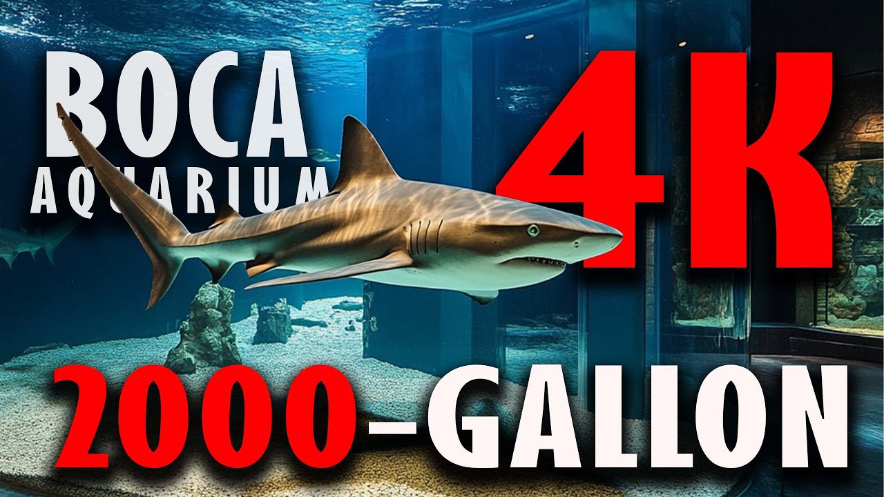 Explore Our Giant 2000-Gallon Shark Tank from the Inside! - YouTube