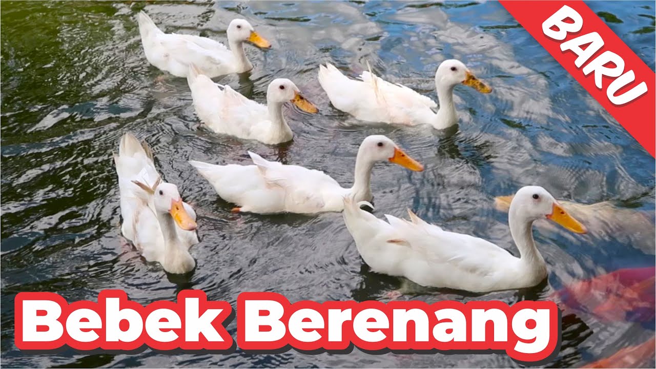 Bebek Berenang Bebek Berenang Ducks Swimming with fish Potong Bebek ...