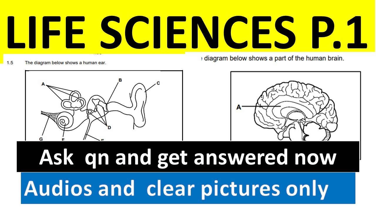 LIFE SCIENCES GRADE 12: ASK THE QUESTION AND HELP YOU OUT NOW ...