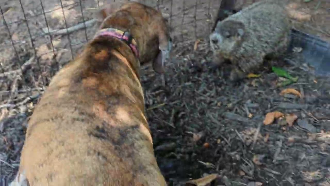 Dog vs. Groundhog Stand-off - YouTube