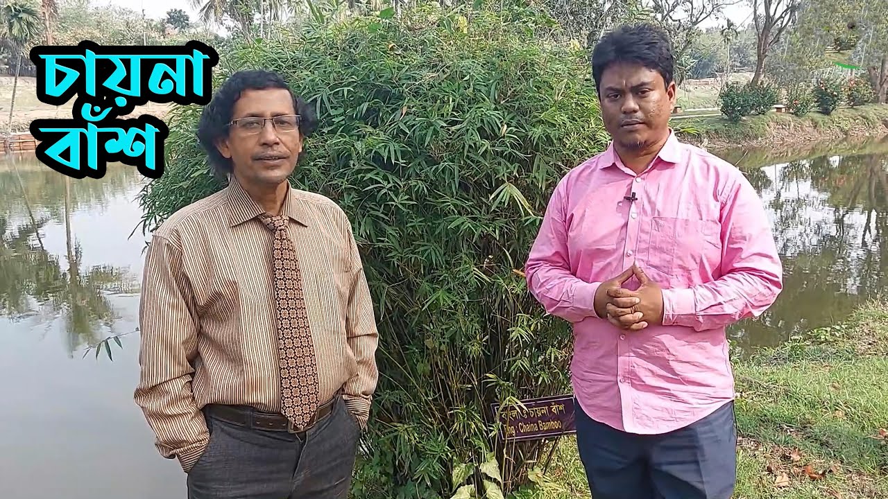চায়না বাঁশ। কৃষি ভাই। Barta Bangladesh| - YouTube