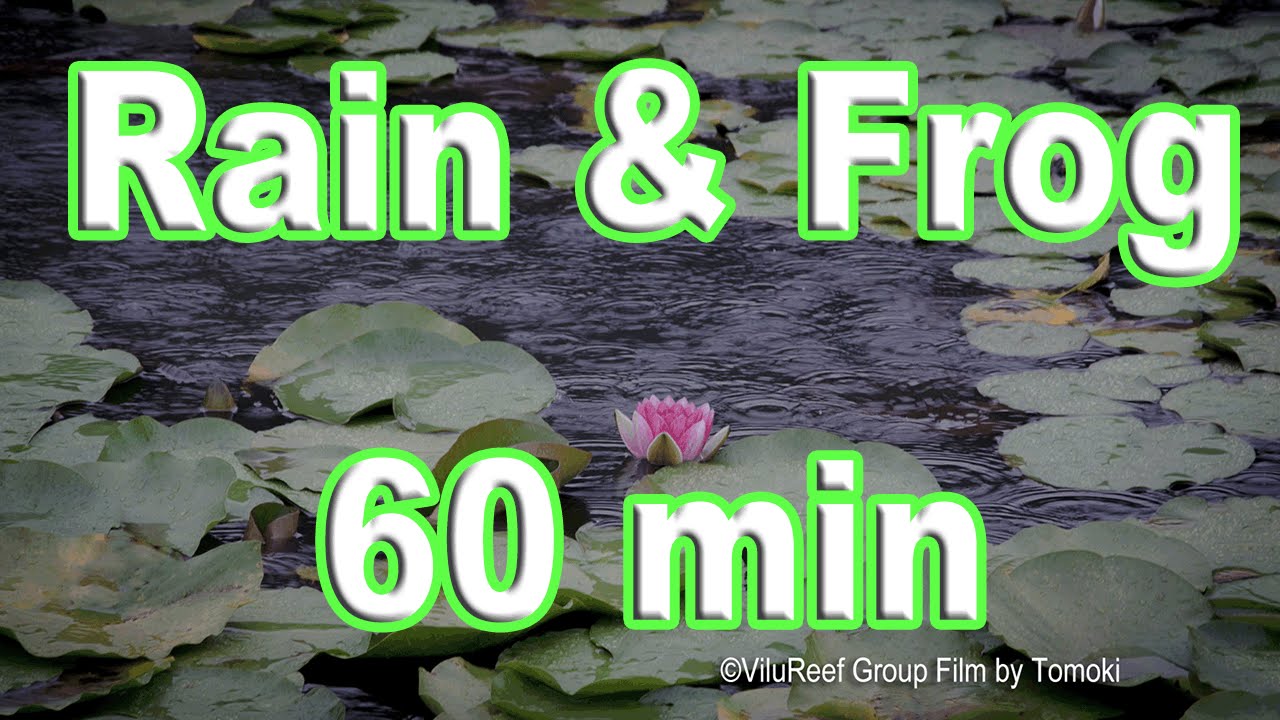 Rain & Frog 60 min/Help to Relax, Sleep, Concentration, Meditation ...