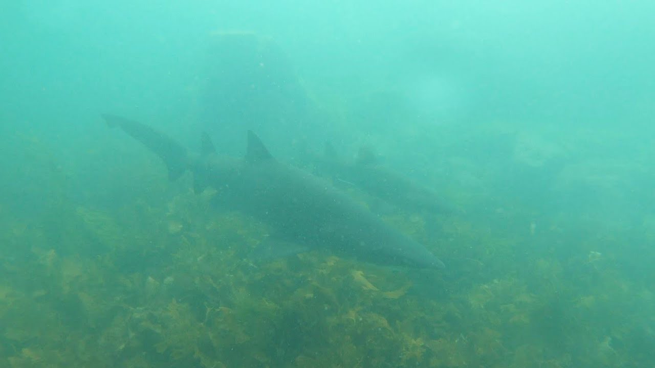 Scuba Diving with Nurse Sharks | Bushranger's Bay - YouTube