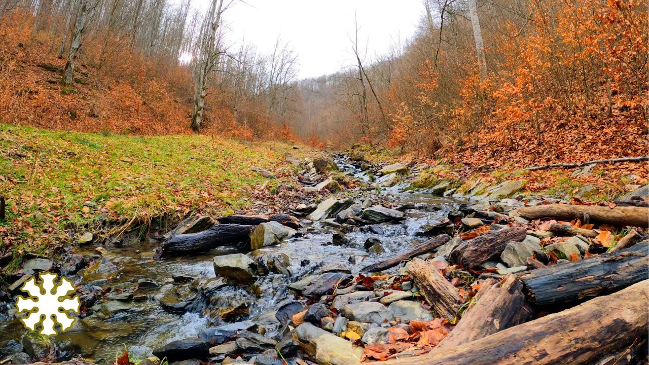 4K Autumn River Ambience 🍁1 Hour Fall Screensaver - Birds Chirping ...