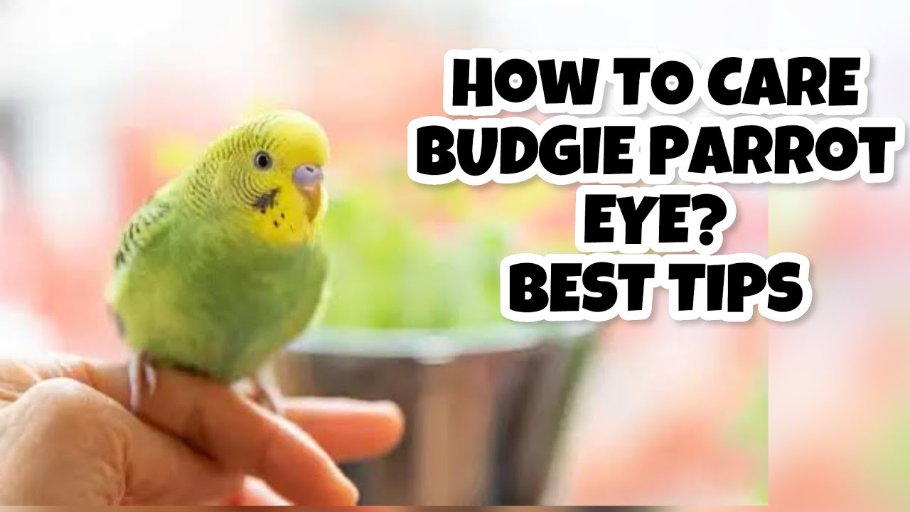 Best Tips For Budgie Parrot Eye Care - YouTube