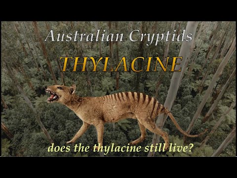 Australian Cryptids: The Thylacine - YouTube