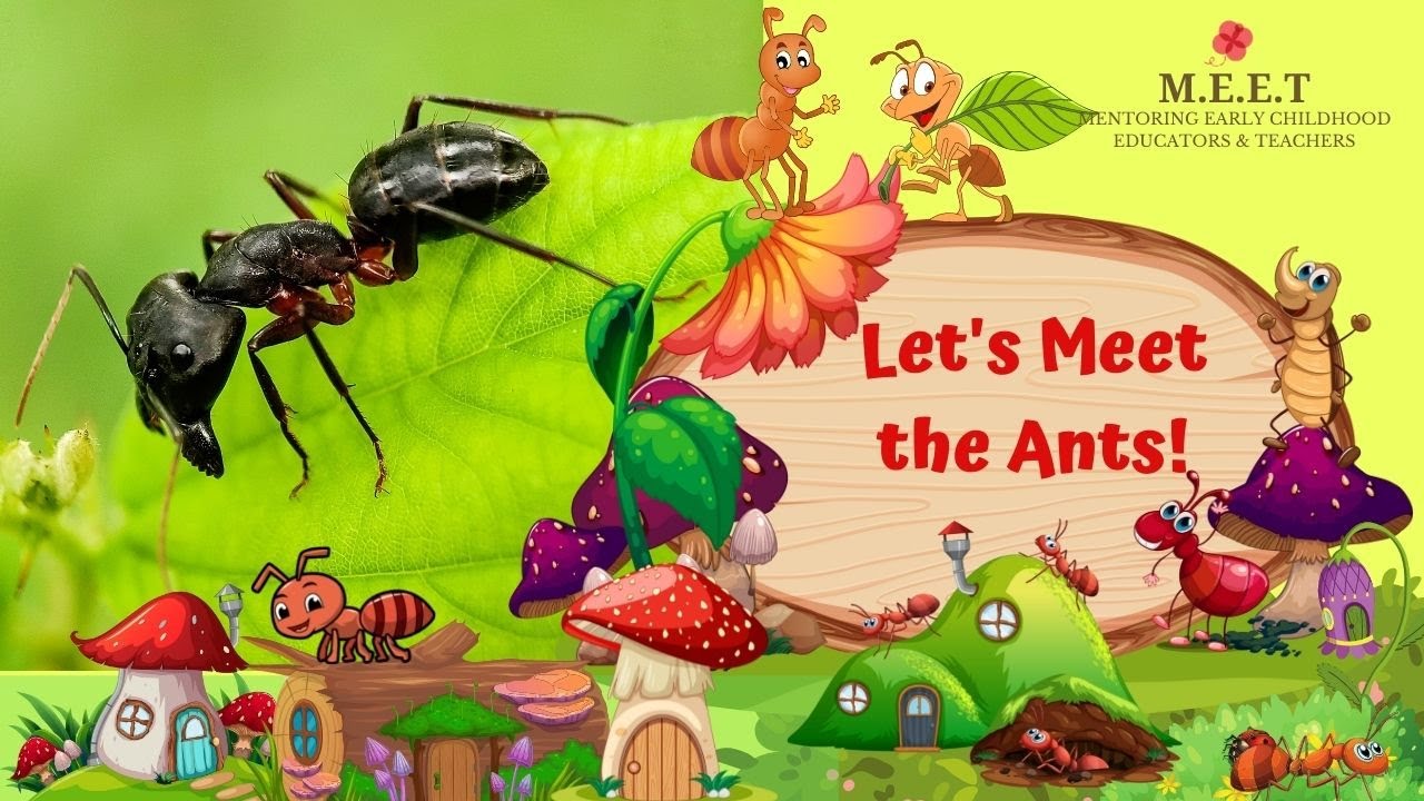 Let's Learn About Ants! |Preschool Learning Videos| (types of ants ...