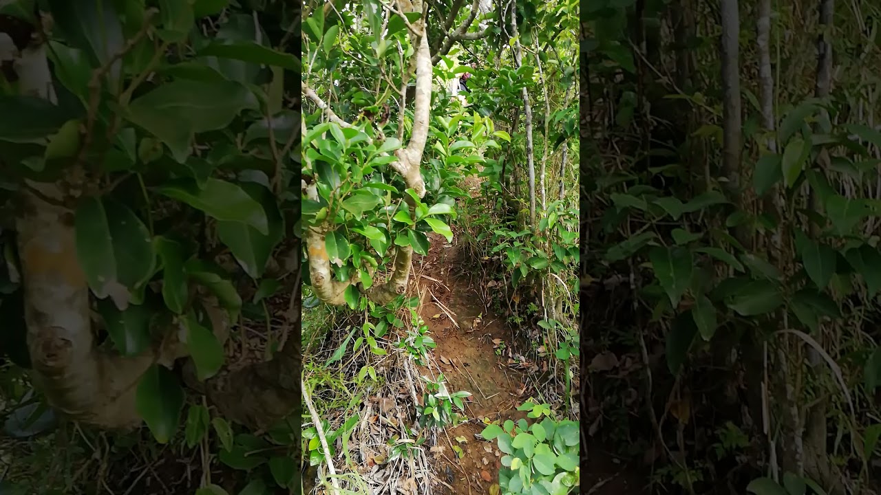 Apo Lakay lakay I Apo Baket baket I Claveria - YouTube