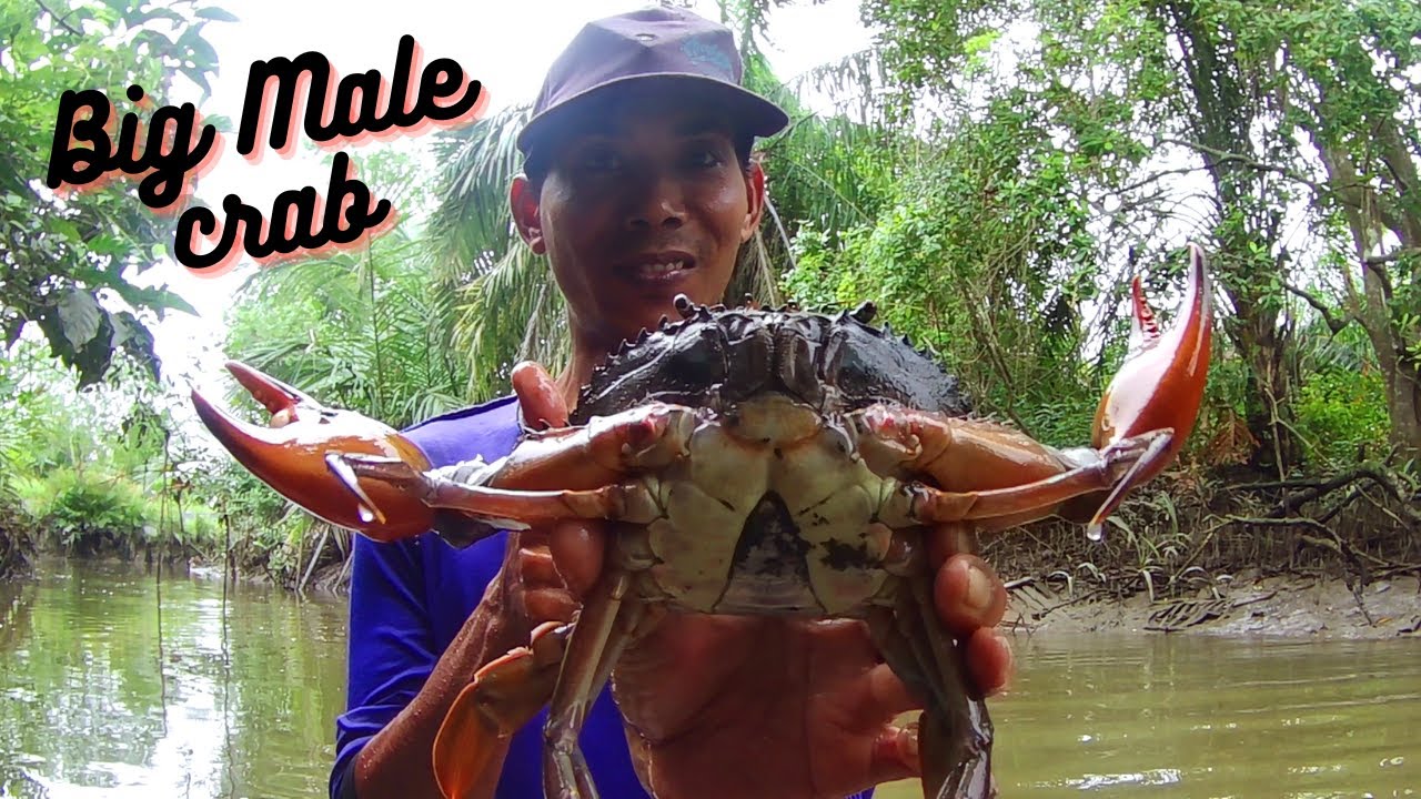 Day 73 | Crab hunting | The Big Male Crab is back again,Grilled Fish ...