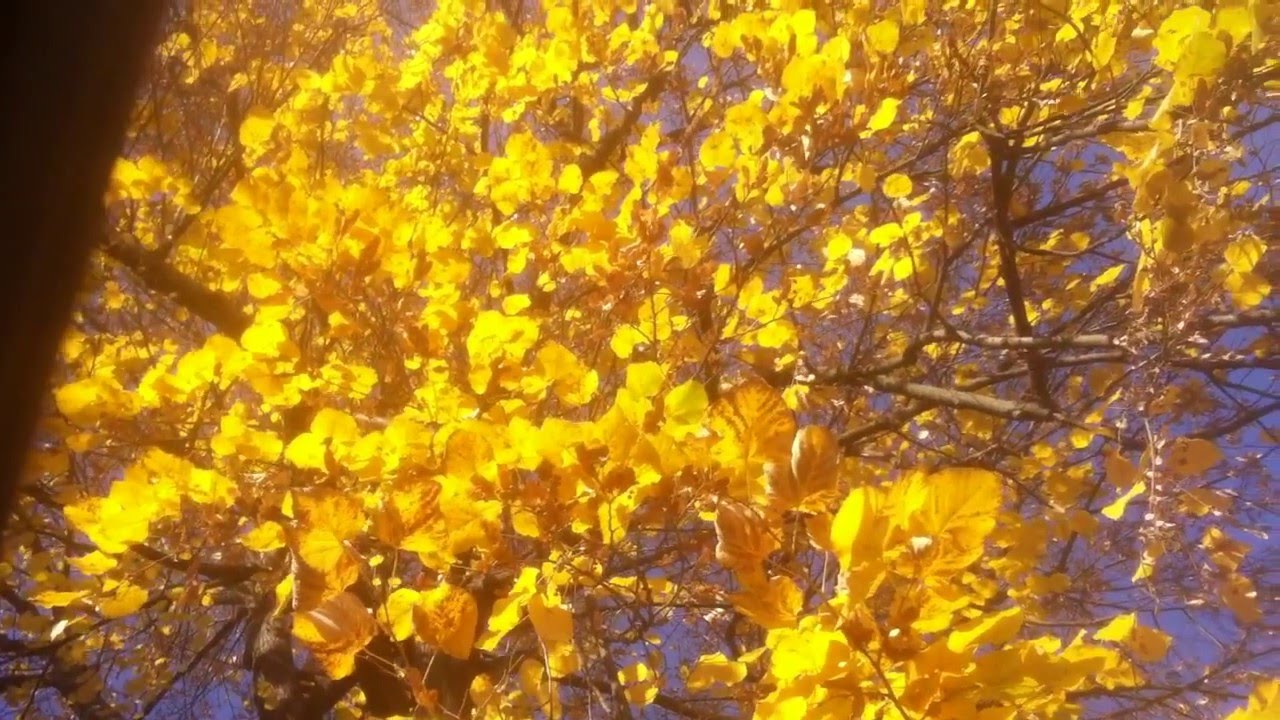 Gjethet e Vjeshtes - YouTube