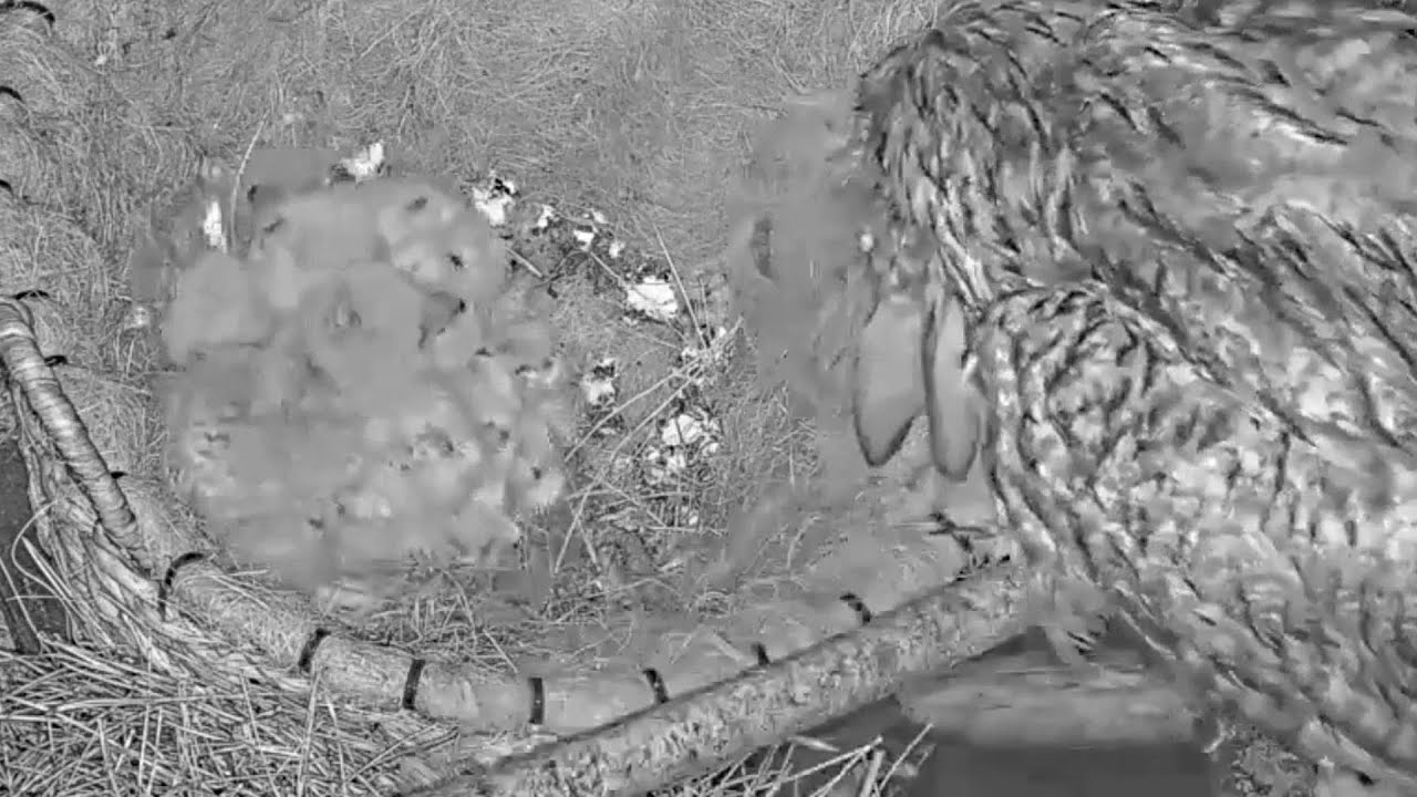 Live Owl Cam~Hoots calls Mom flies out & returns with a rabbit~8:21 PM ...