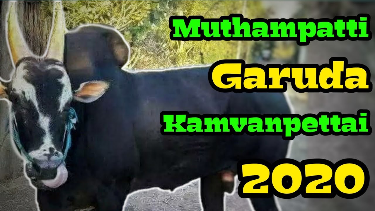 Muthampatti Garuda | Kamvanpettai | 24-01-2020 | Vellore Manjuvirattu ...