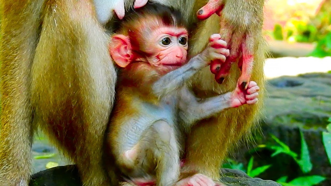 cute baby monkey holding mother's hand before ask mild - YouTube
