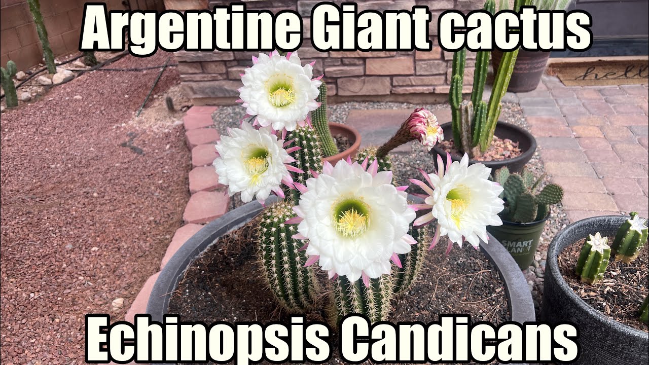 ARGENTINE GIANT CACTUS IN BLOOM! FLOWERS ONLY LAST A DAY! WOW #cactus #plants #beautiful # ...