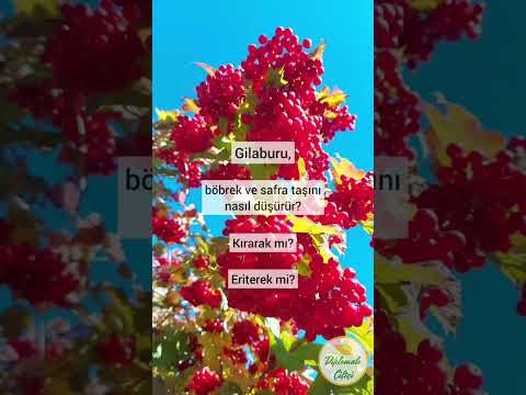 Gilaburu bitkisi #gilaburu #böbrektaşı #alternative