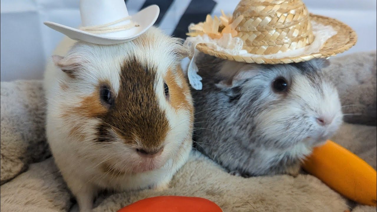 Chippo The Hippo and Luna Bean The Mean Queen - YouTube