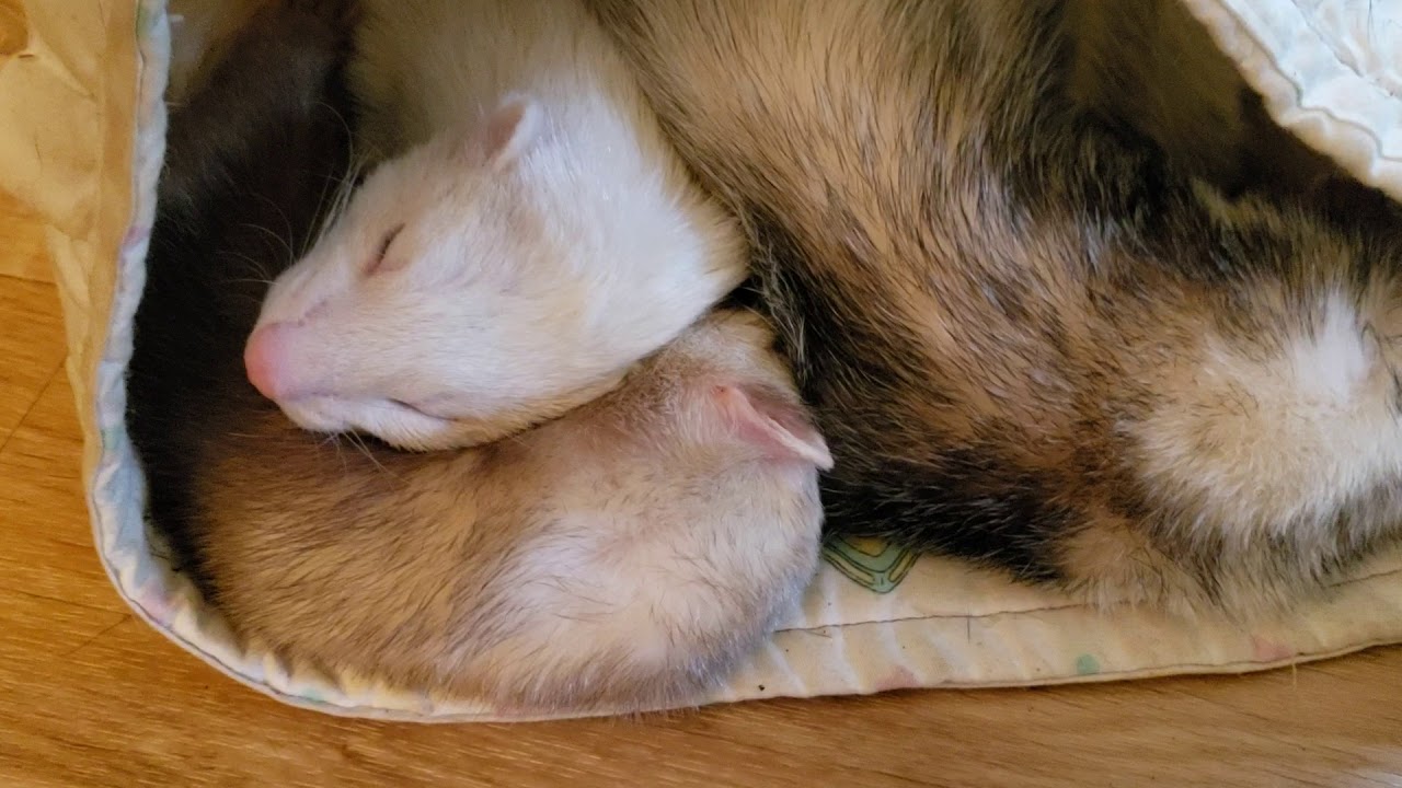 7 Sleepy Weasels - YouTube