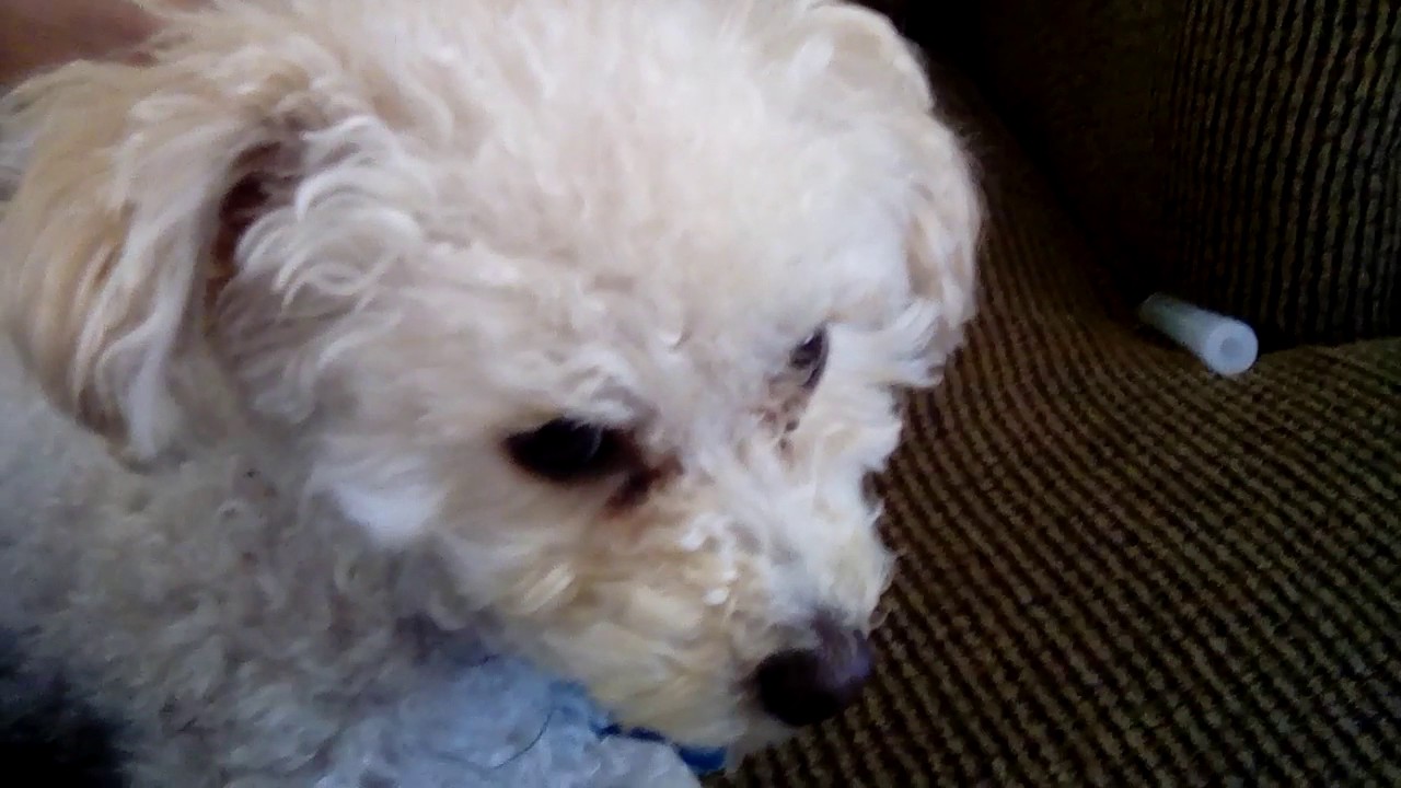 Maxy Poo Poo - YouTube