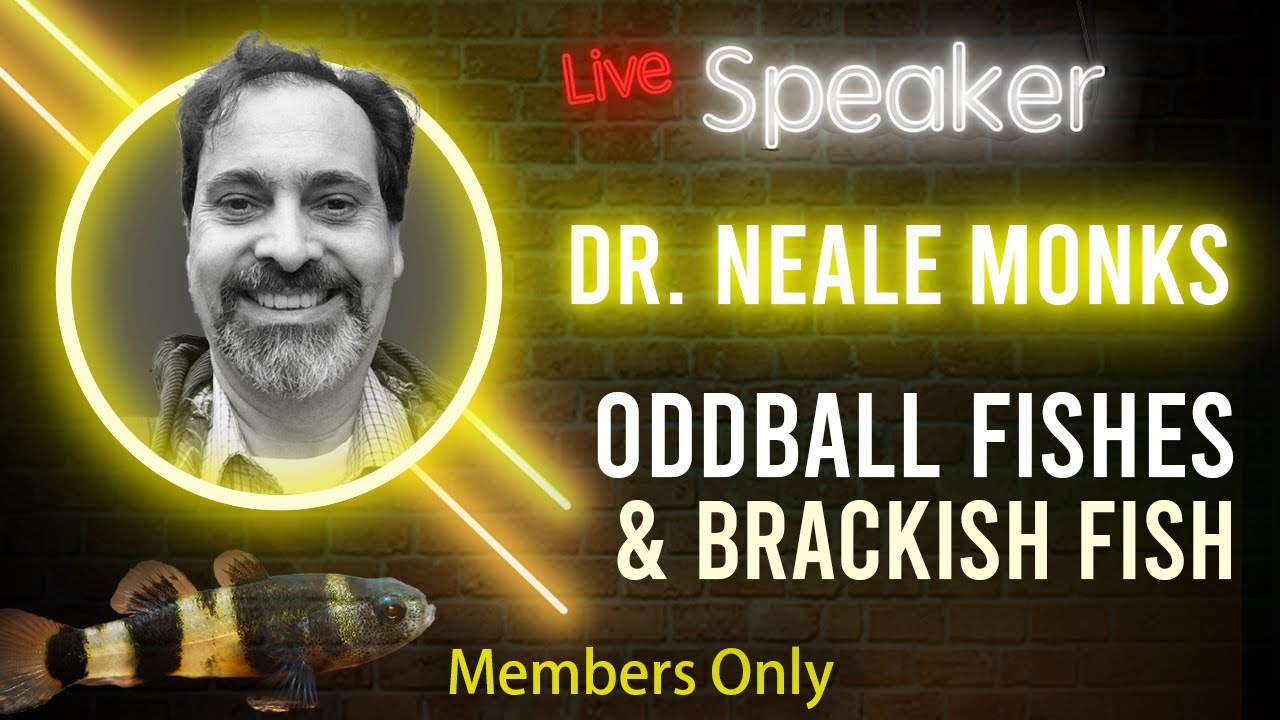 Aquarium Co-Op Club: Dr. Neale Monks - Oddball Fishes - YouTube