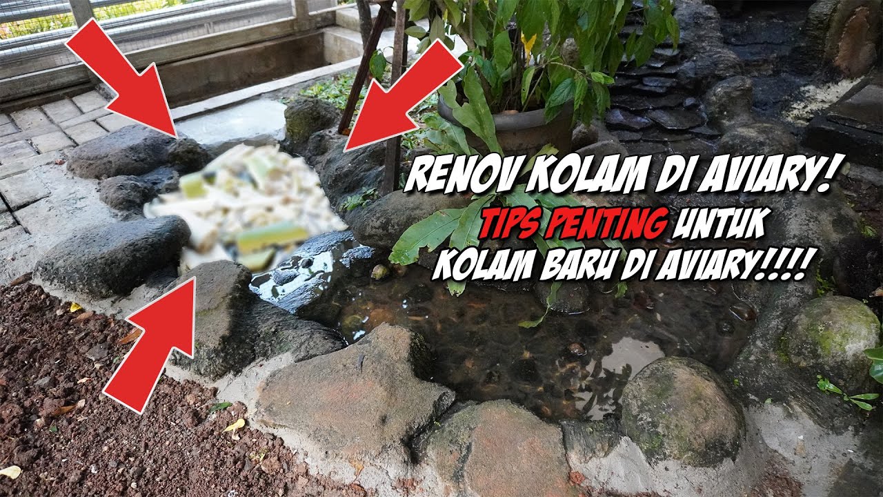 RENOV KOLAM AVIARY - TIPS PENTING UNTUK KOLAM BARU DI AVIARY - YouTube