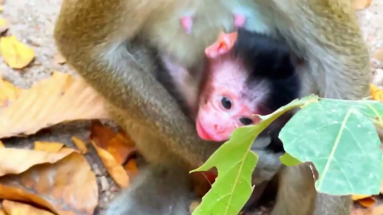 Wow! Comfortable newborn baby monkey has a good mom very active ...