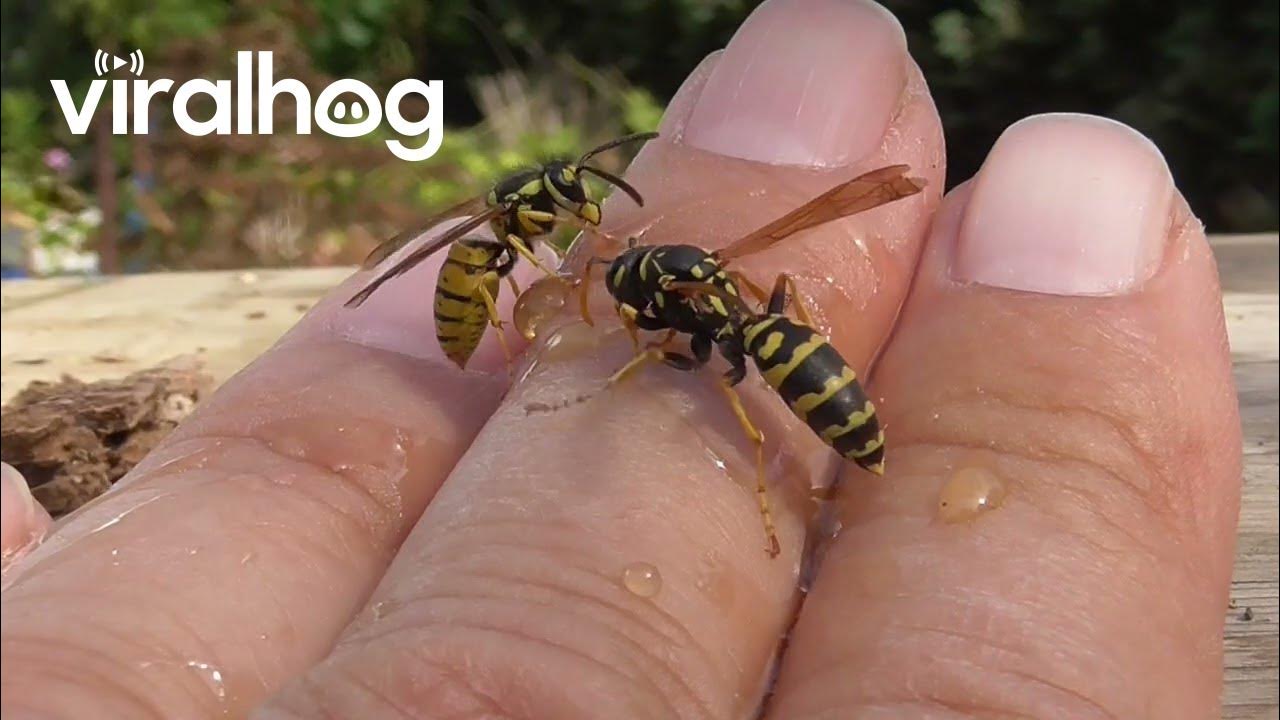 Man Holds Hornets and Yellow Jackets on His Bare Hands || ViralHog - YouTube