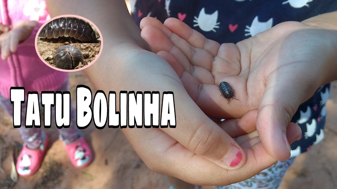 Tatu Bolinha - YouTube