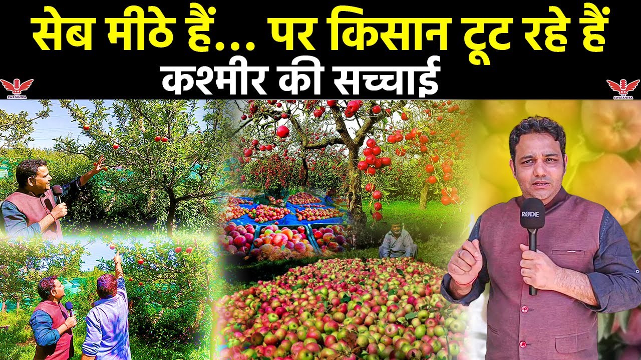 कश्मीर का लाल सोना अब घाटे का सौदा क्यों बन गया?|Dr Arvind Rao|The Swatantra - YouTube