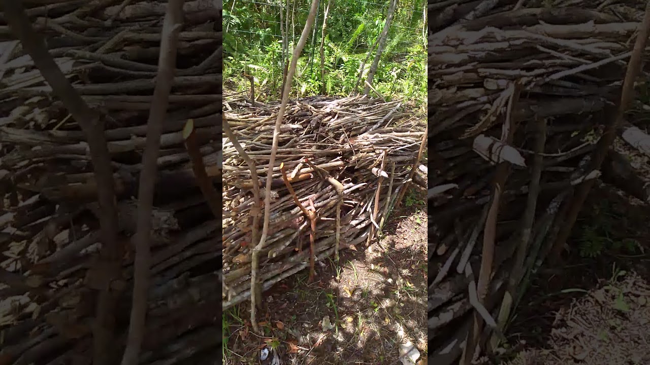 An introduction to our small farm in Bohol, Philippines - YouTube