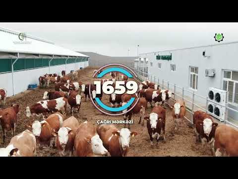 Qobustan Heyvandarlıq Nümayiş Kompleksi Simmental cins inəyi