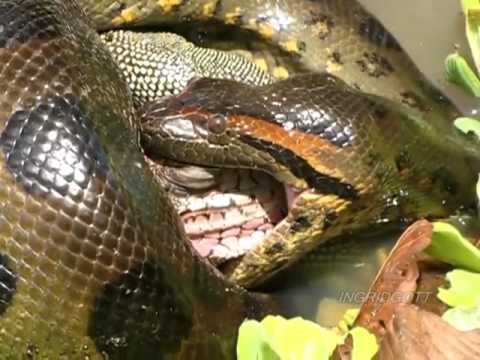 ANACONDA vrs REPTIL ANACONDA GIGANTE.COME A REPTIL - YouTube