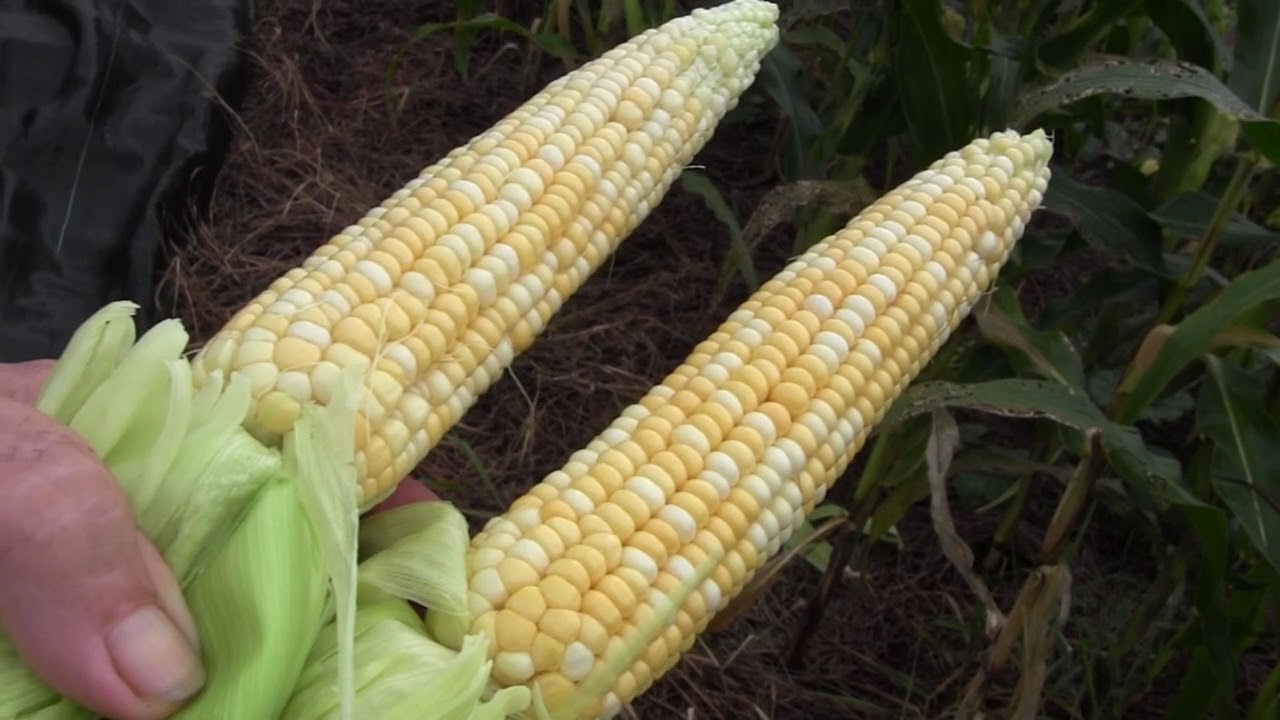 Hawaiian Sweet Corn #10 - YouTube