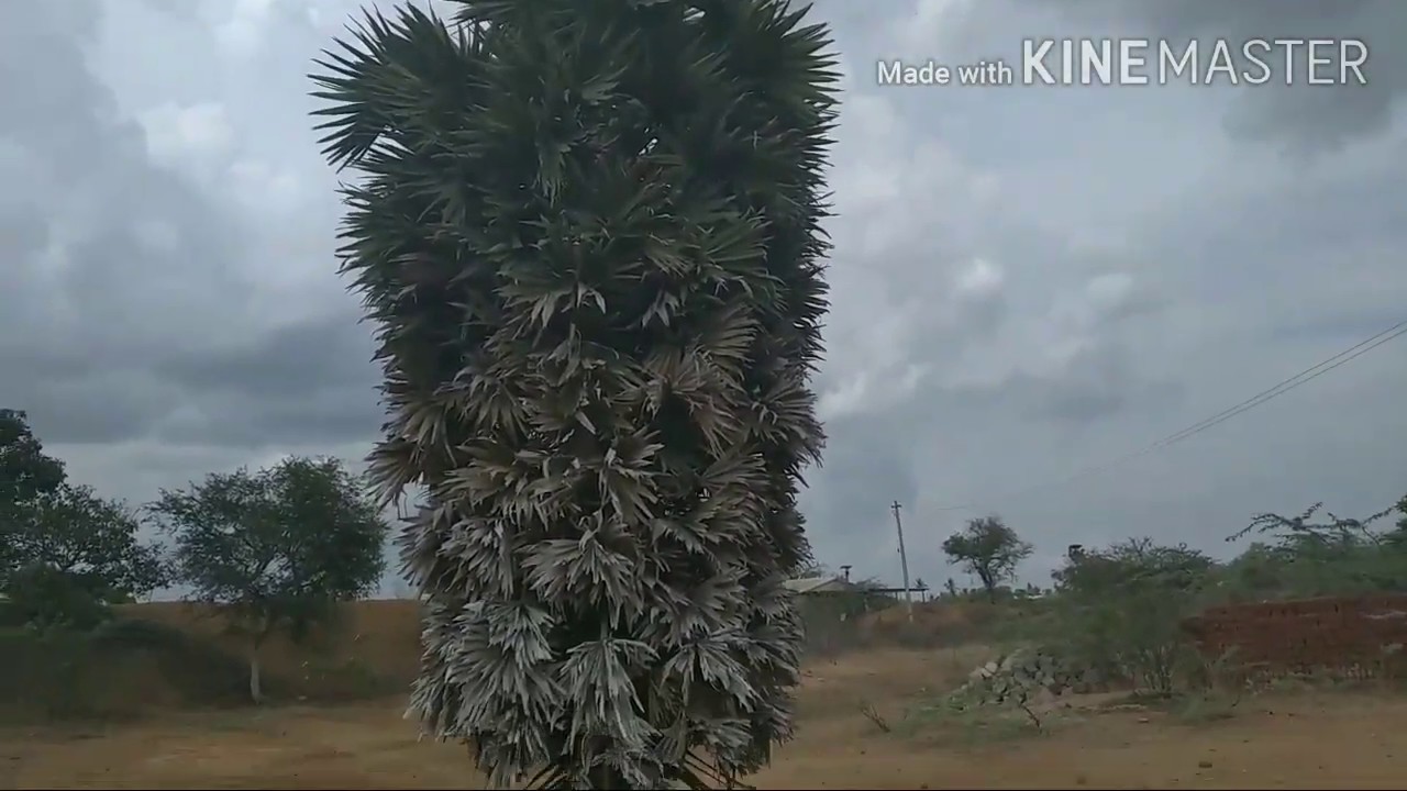 Cool drink for hot summer // Nongu // palm fruit // nonguvandi - YouTube