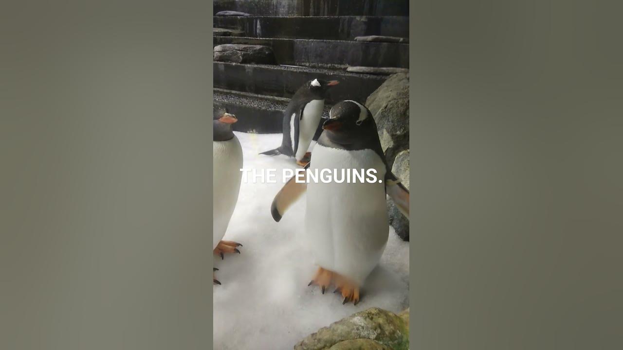 THE PENGUINS - YouTube