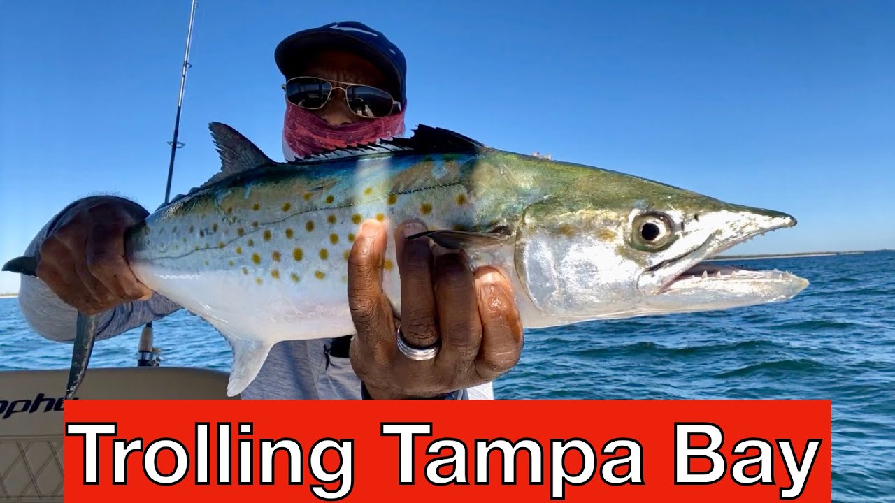 Trolling Tampa Bay For Big Game Fish - YouTube