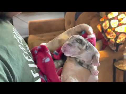 How to Deliver American bully puppys natural￼ with MOA kennels.