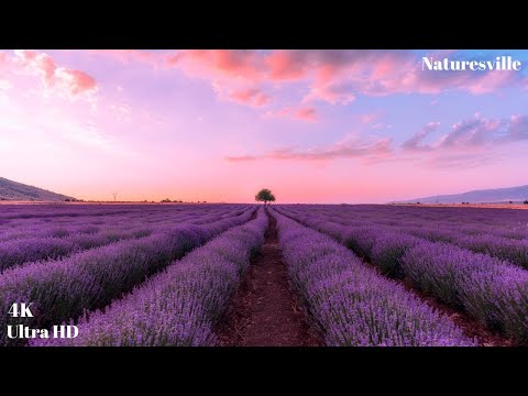 Lavender Nature Scenery With Relaxing Music For A Peaceful Ambience. Relax. Study. Sleep. Focus.