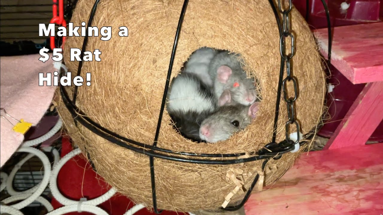 Making a $5 DIY naturalistic hide for my rats! - YouTube