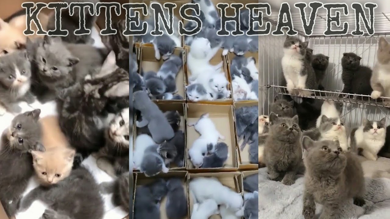 KITTENS HEAVEN | CUTE KITTENS - YouTube