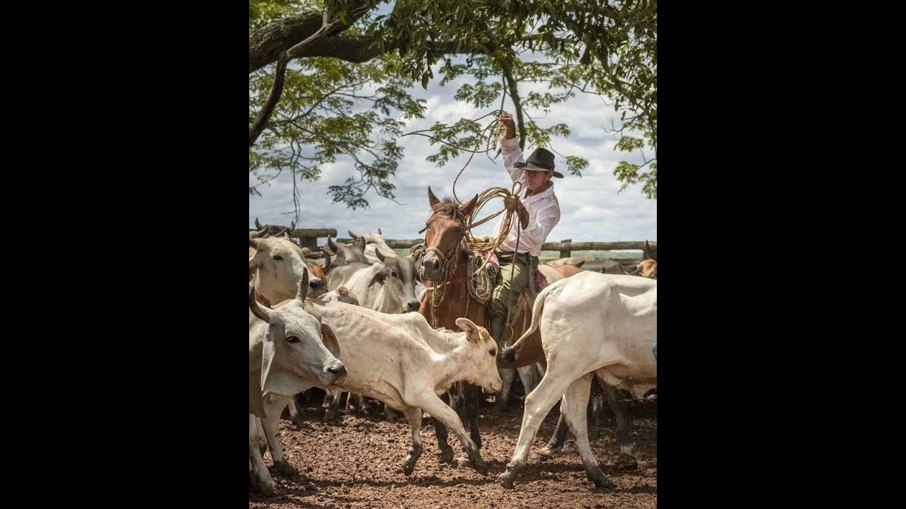 Llaneras variadas exitos - YouTube